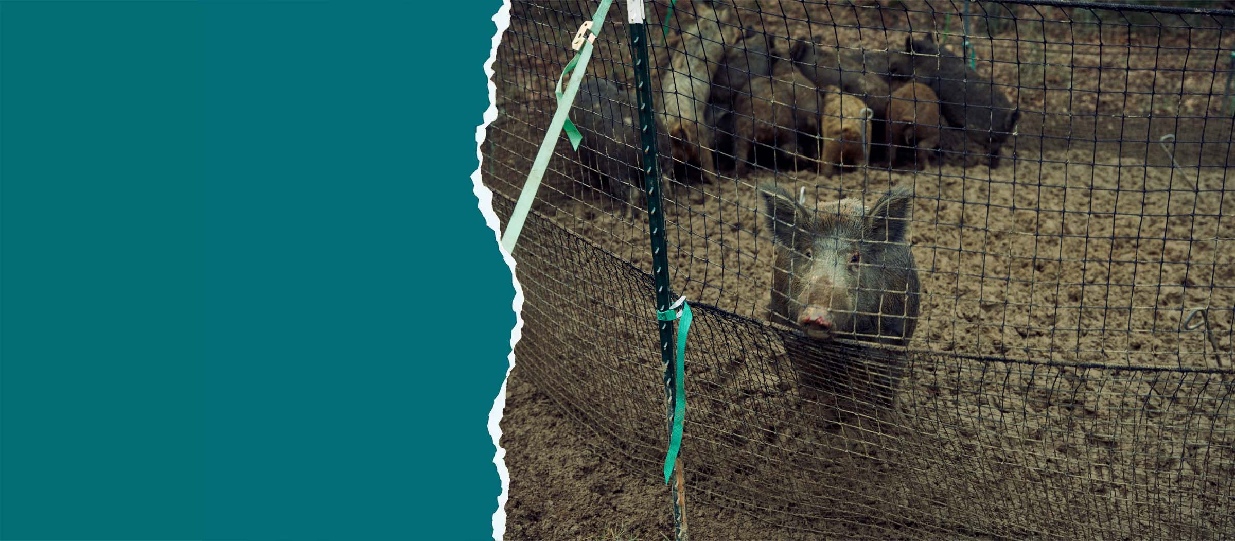 Australian Trapping Systems | Feral Animal Traps & Equipment